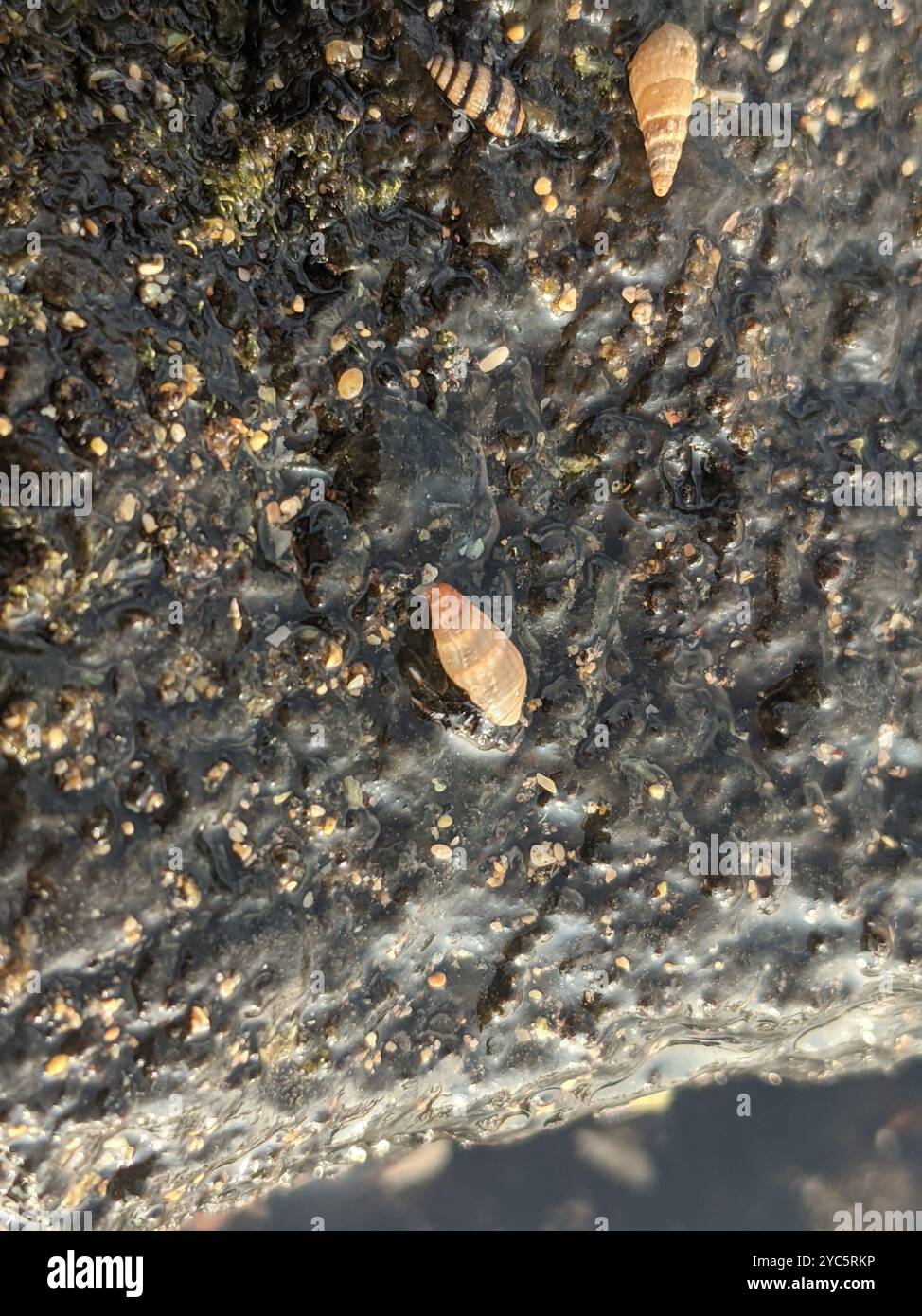 Pillars (Cochlicopa) Mollusca Stock Photo - Alamy