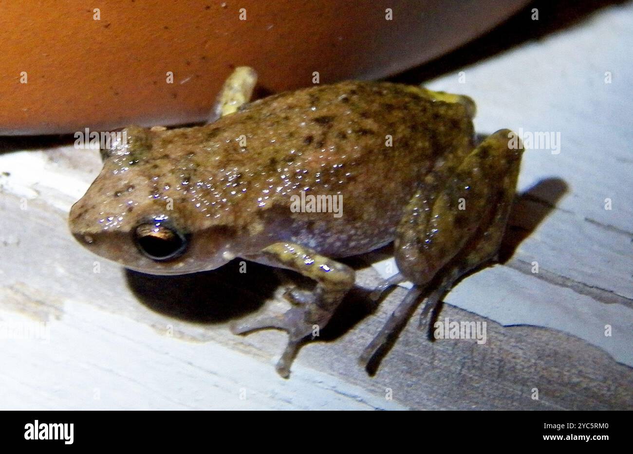Rain Frogs (Eleutherodactylus) Amphibia Stock Photo - Alamy