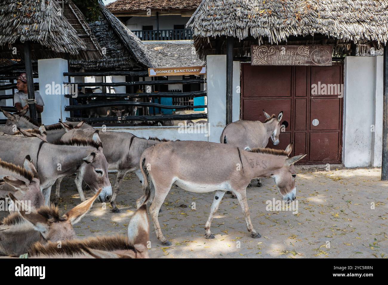 Donkeys are seen outside the Donkey Sanctuary Kenya center in Old Lamu ...