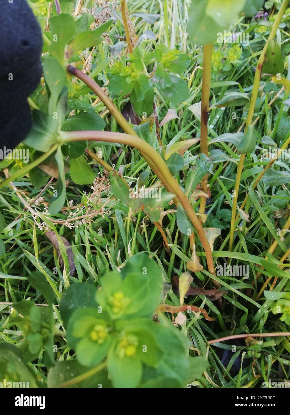 Sun spurge (Euphorbia helioscopia) Plantae Stock Photo - Alamy