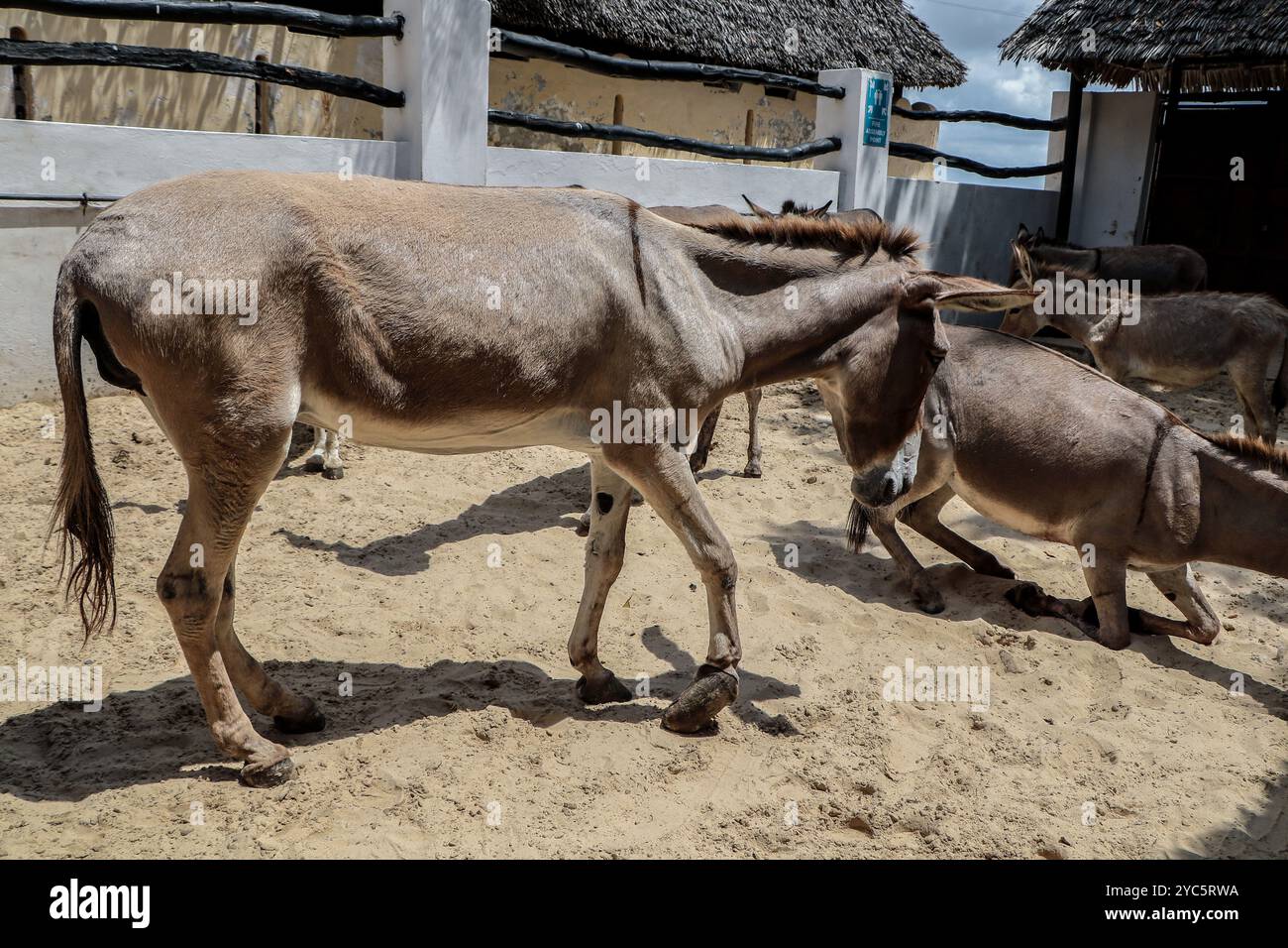 Donkeys are seen at the Donkey Sanctuary Kenya center in Old Lamu Town ...