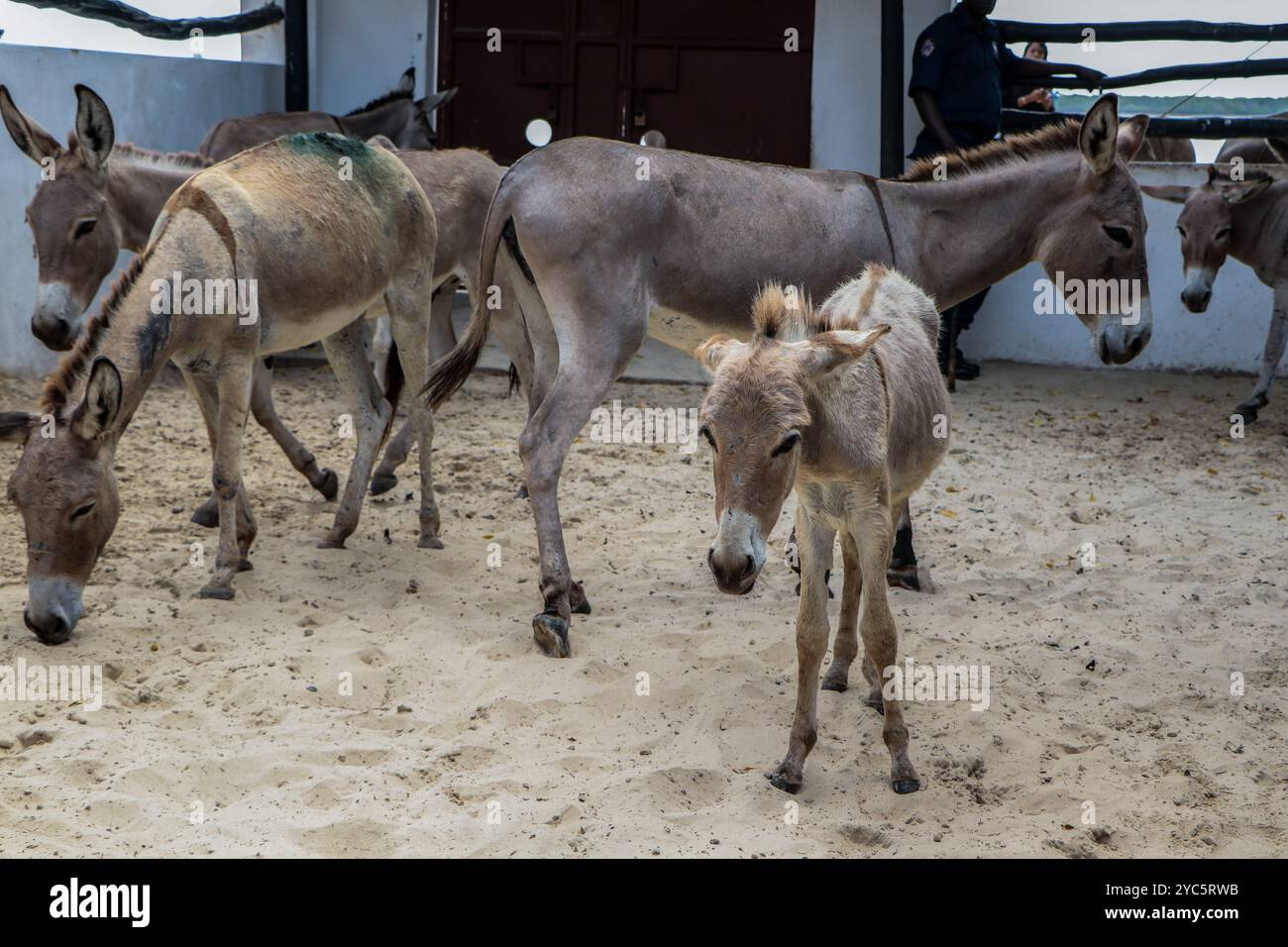 Donkeys are seen at the Donkey Sanctuary Kenya center in Old Lamu Town ...