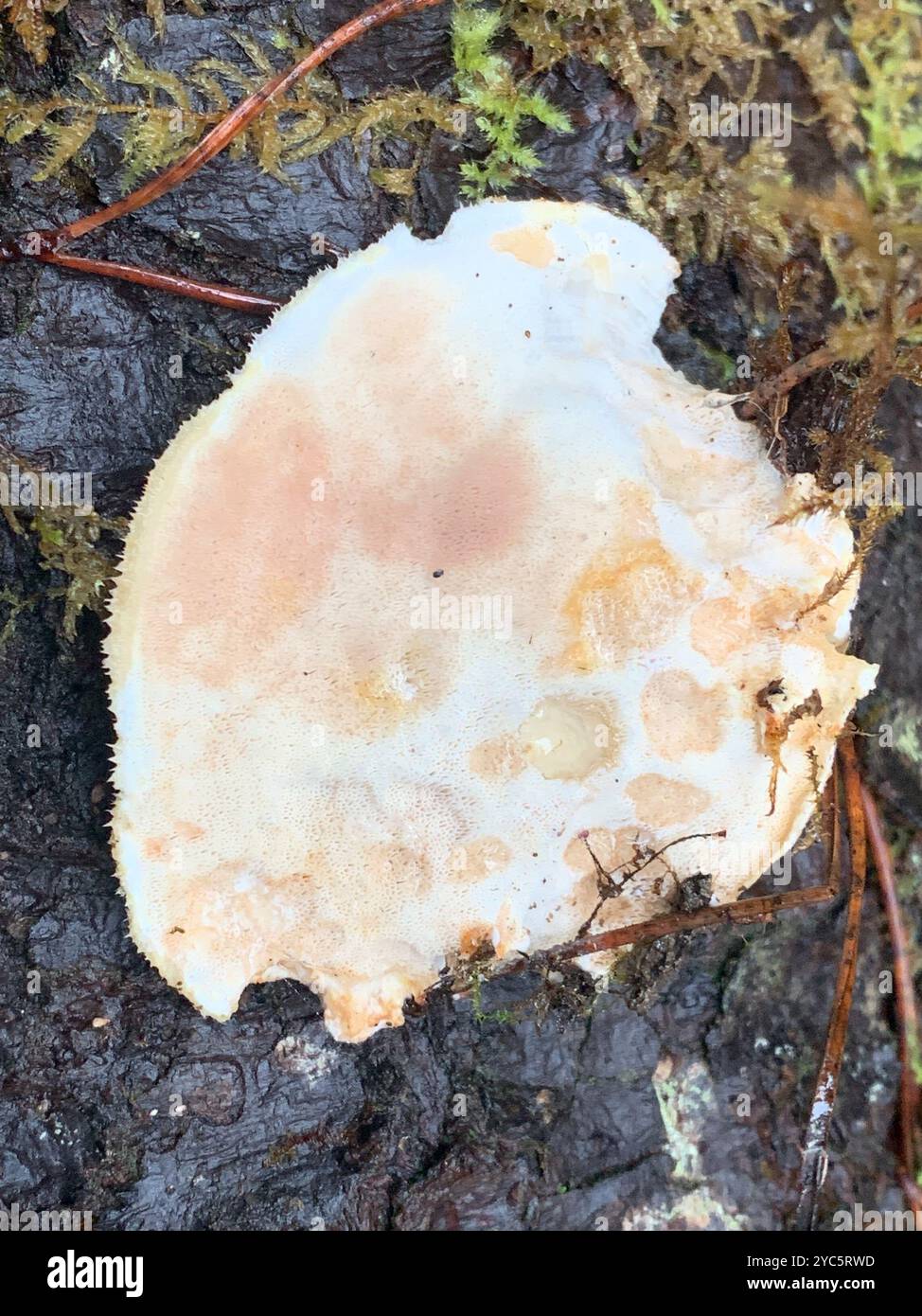 brown-staining cheese polypore (Fuscopostia fragilis) Fungi Stock Photo ...