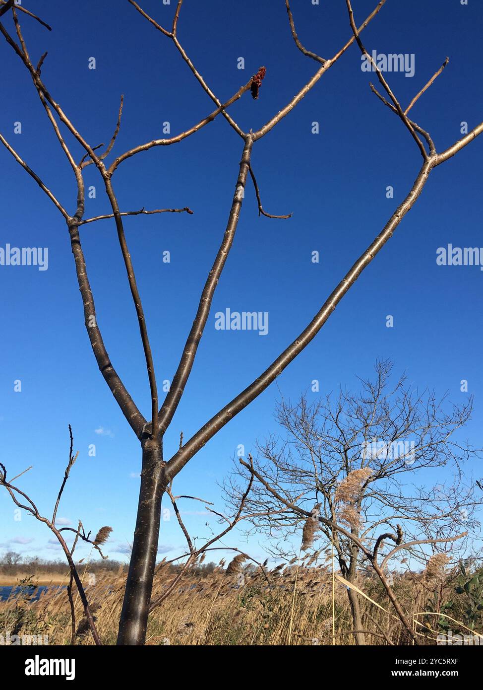 shining sumac (Rhus copallinum) Plantae Stock Photo - Alamy