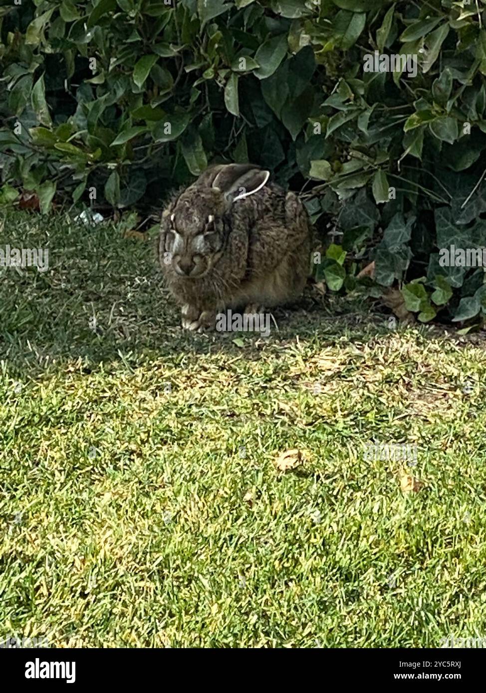 Black-tailed Jackrabbit (Lepus californicus) Mammalia Stock Photo - Alamy