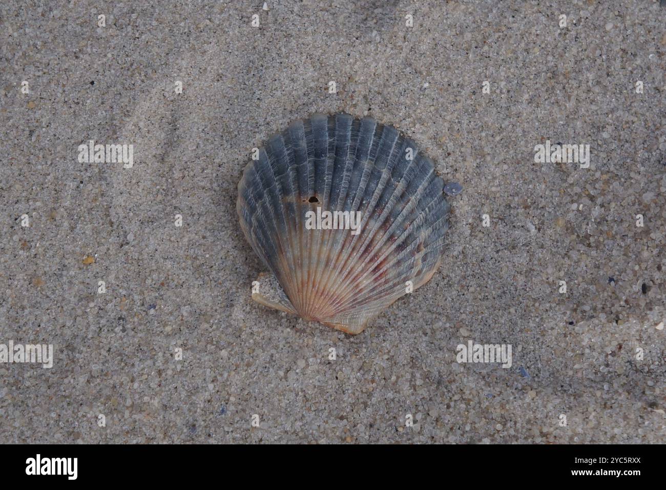 Atlantic Bay Scallop (Argopecten irradians) Mollusca Stock Photo - Alamy