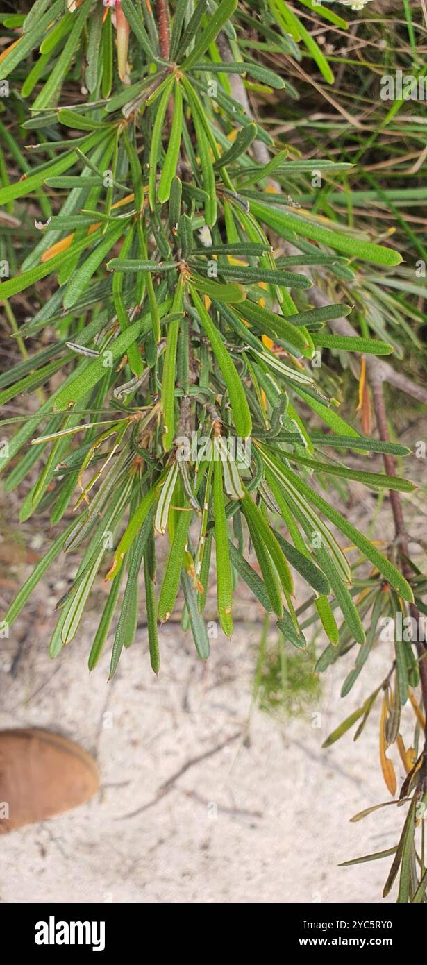 Mountain Devil (Lambertia formosa) Plantae Stock Photo - Alamy