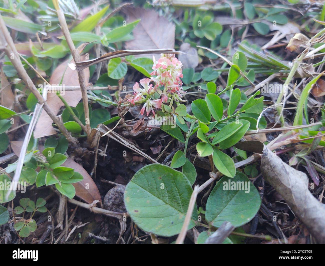 Creeping Indigo (Indigofera spicata) Plantae Stock Photo - Alamy