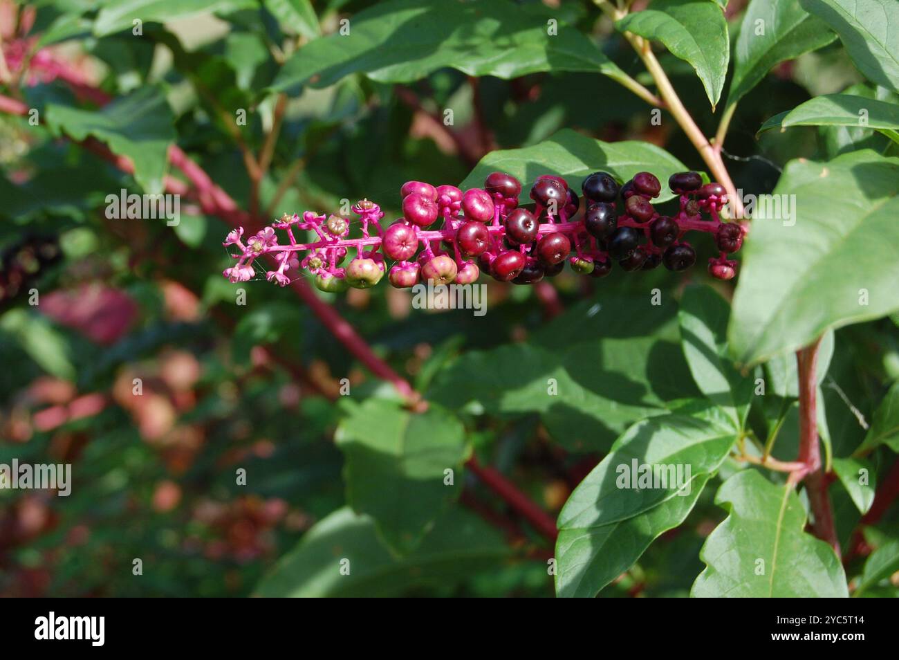 walking in nature you encounter strange things Stock Photo - Alamy