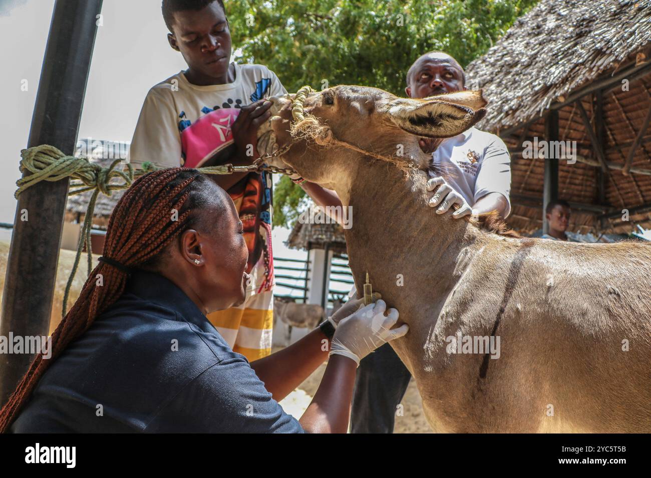 A veterinary doctor attends to a sick donkey at the Donkey Sanctuary ...