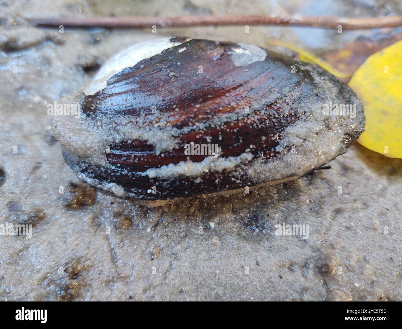 Florida Spike (Elliptio jayensis) Mollusca Stock Photo - Alamy