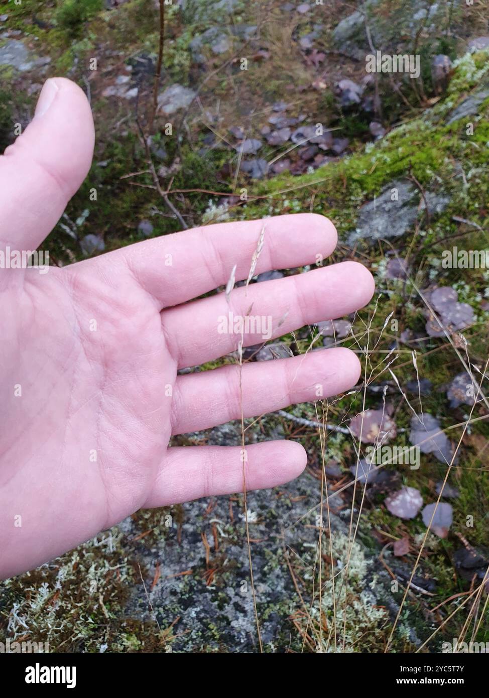 wavy hair-grass (Avenella flexuosa) Plantae Stock Photo - Alamy