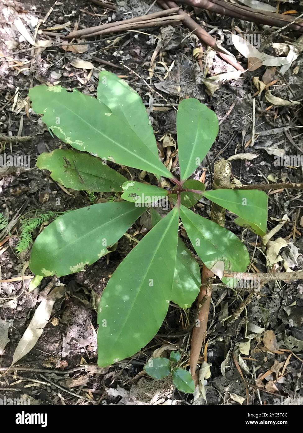 Rapanea melanophloeos hi-res stock photography and images - Alamy