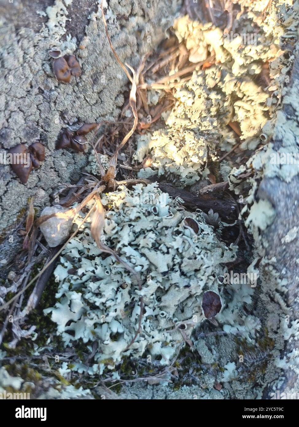 typical shield lichens (Parmelioideae) Fungi Stock Photo - Alamy