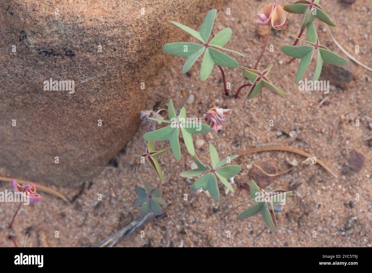 blue woodsorrel (Oxalis caerulea) Plantae Stock Photo - Alamy