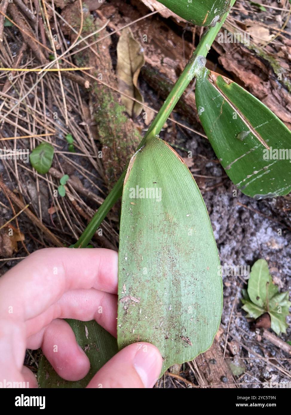 cardboard cycad (Zamia furfuracea) Plantae Stock Photo - Alamy