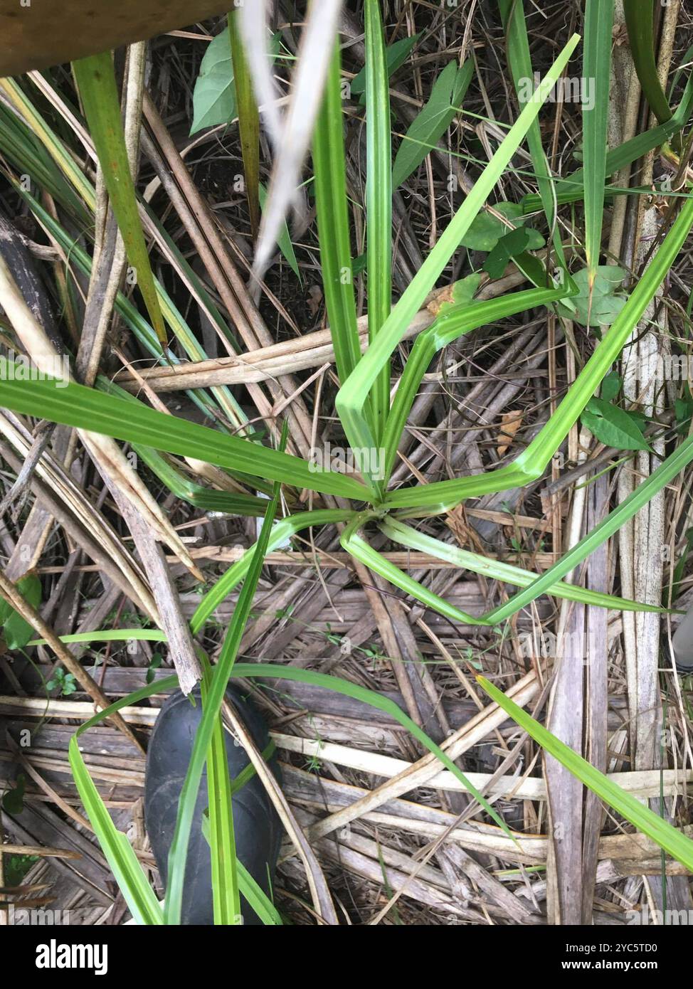 Cutty grass hi-res stock photography and images - Alamy