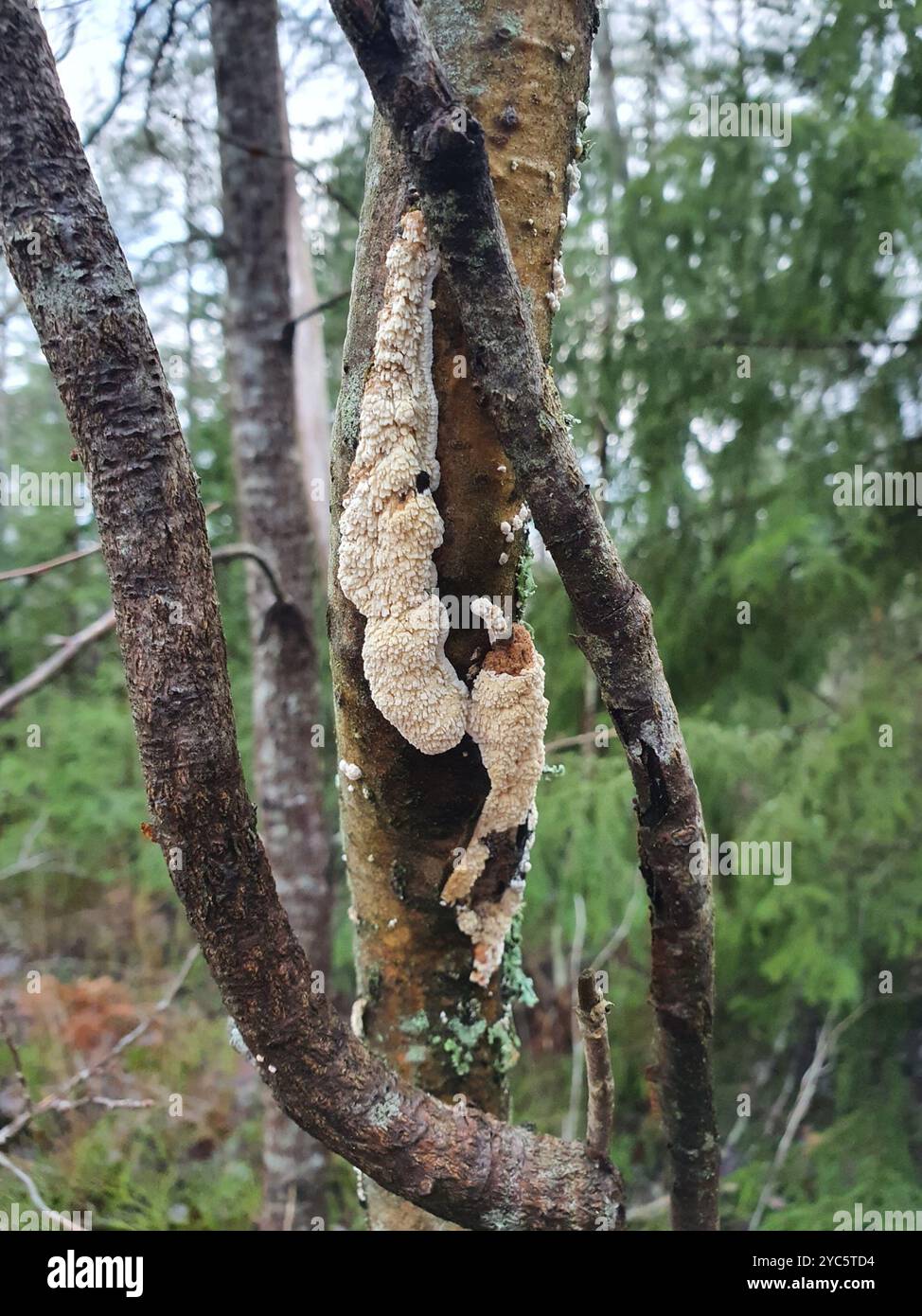Toothed Crust (Basidioradulum radula) Fungi Stock Photo - Alamy