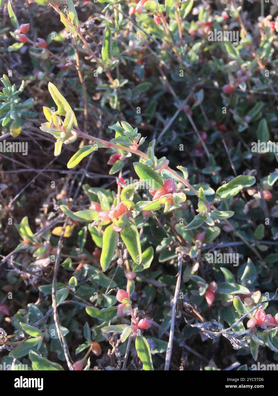 berry saltbush (Atriplex semibaccata) Plantae Stock Photo - Alamy