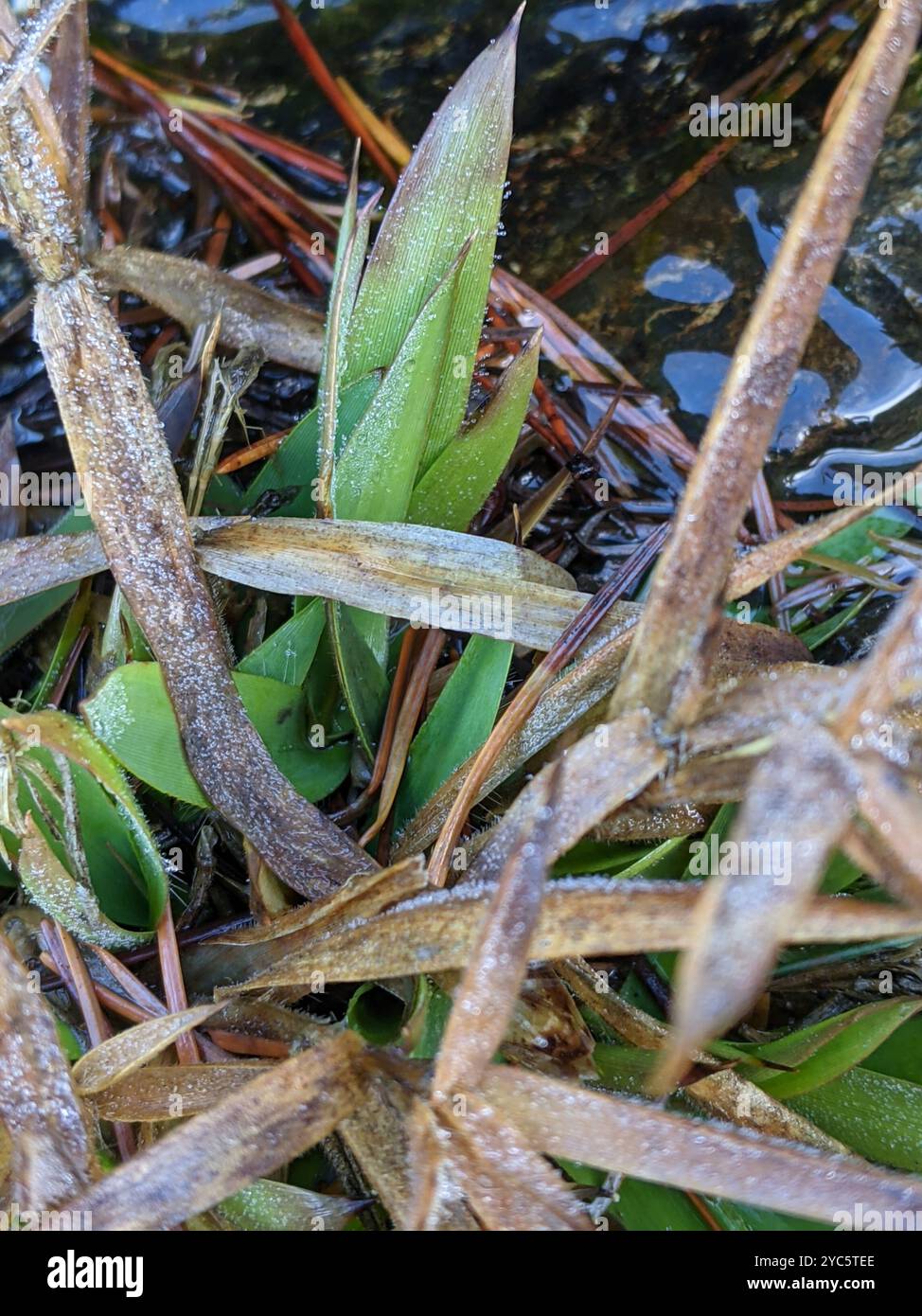 vascular plants (Tracheophyta) Plantae Stock Photo - Alamy