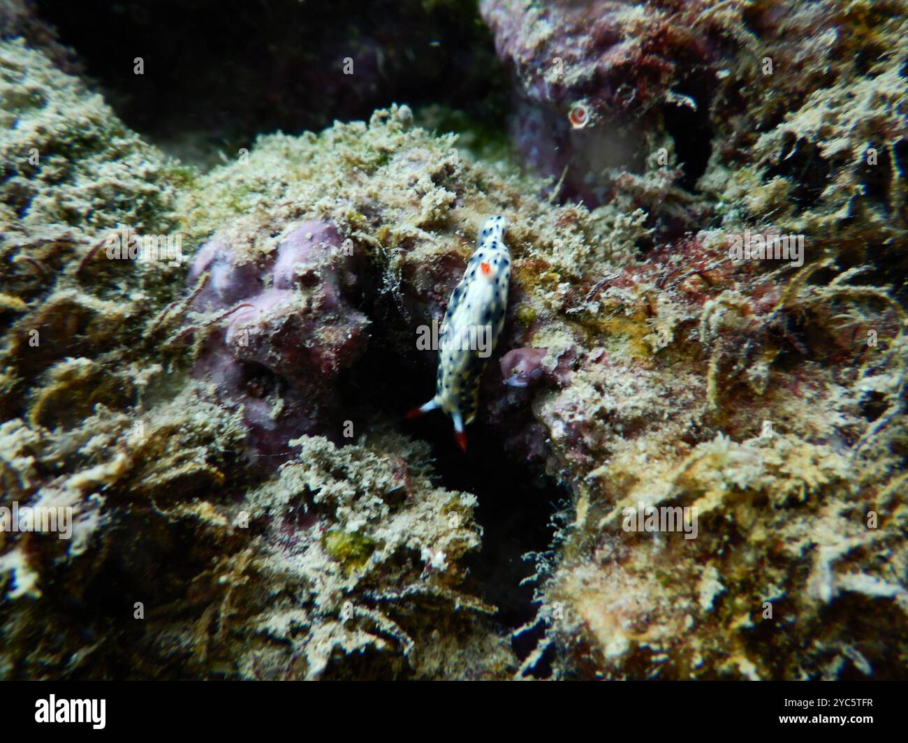 Painted Hypselodoris (Hypselodoris infucata) Mollusca Stock Photo - Alamy