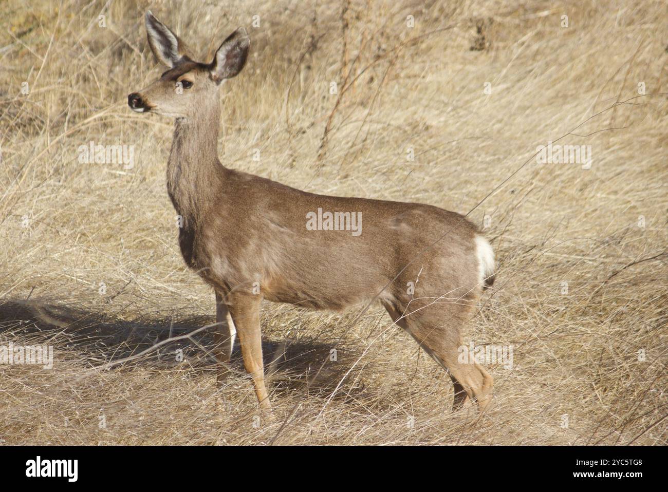 Mule Deer (Odocoileus hemionus) Mammalia Stock Photo - Alamy