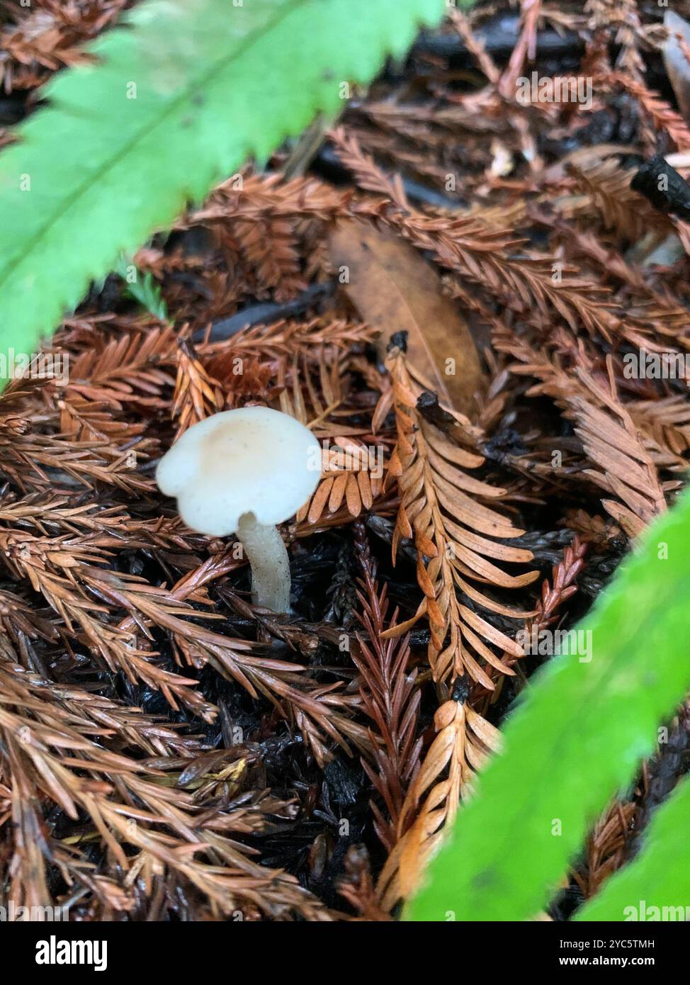Fragrant Funnel (Clitocybe fragrans) Fungi Stock Photo - Alamy