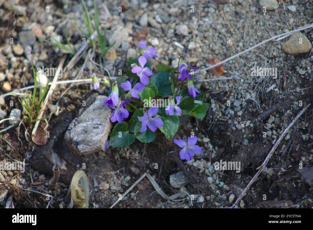 Le Conte's Violet (Viola affinis) Plantae Stock Photo - Alamy