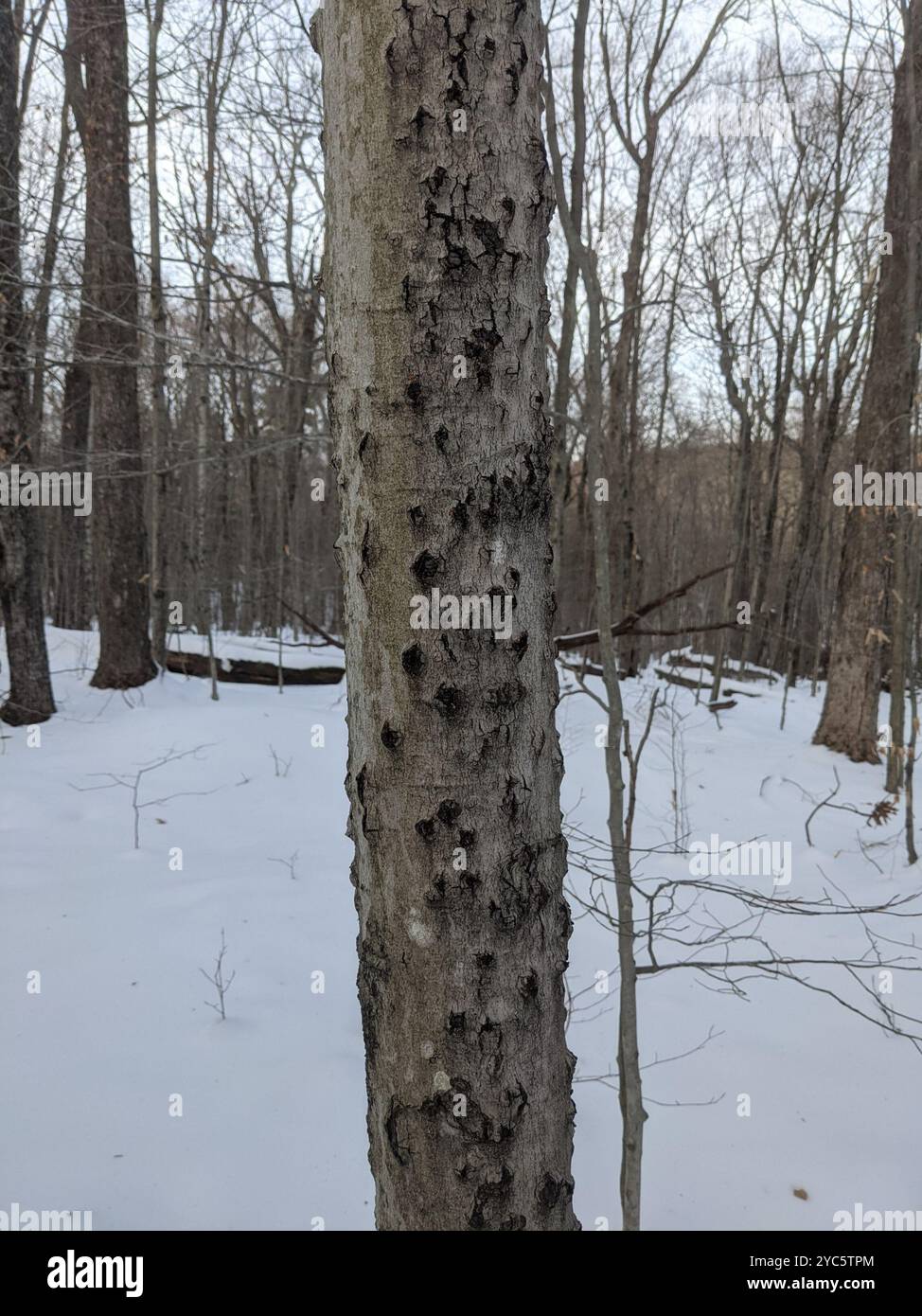 Beech Scale (Cryptococcus fagisuga) Insecta Stock Photo - Alamy