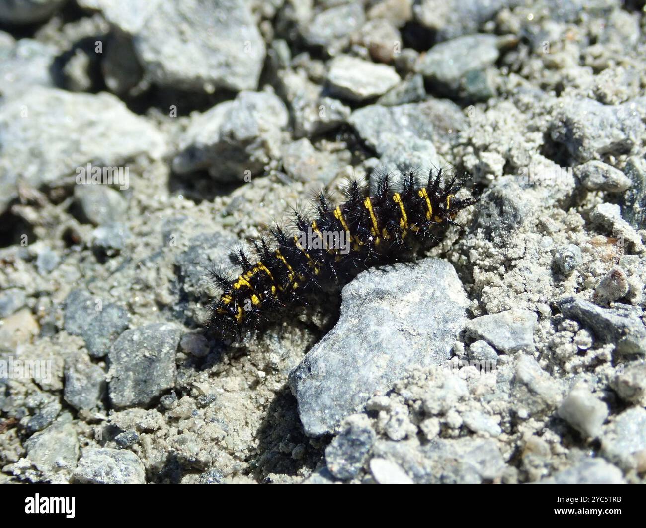 Cynthia's Fritillary (Euphydryas cynthia) Insecta Stock Photo - Alamy