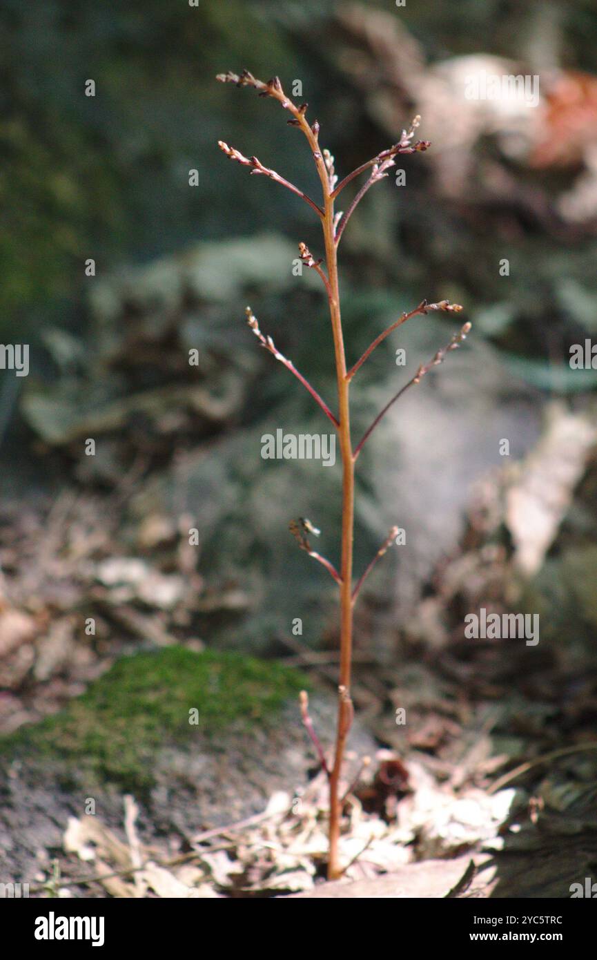 Beechdrops (Epifagus virginiana) Plantae Stock Photo - Alamy