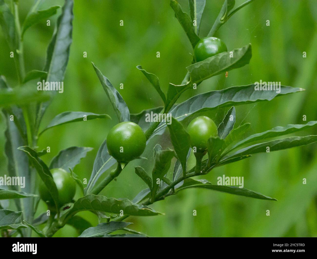 Jerusalem cherry (Solanum pseudocapsicum) Plantae Stock Photo - Alamy