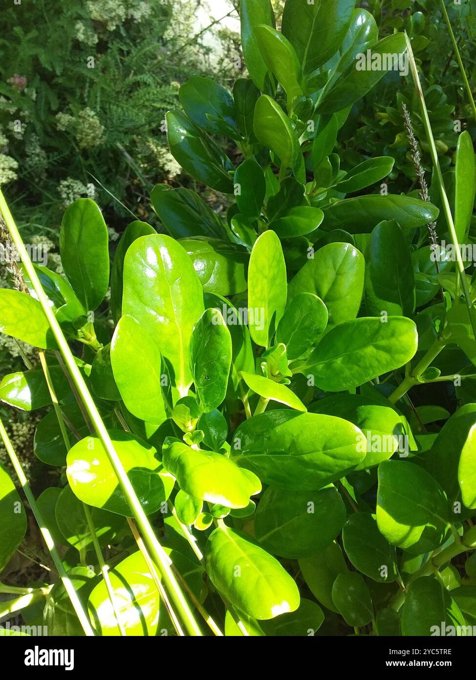 Taupata (Coprosma repens) Plantae Stock Photo - Alamy