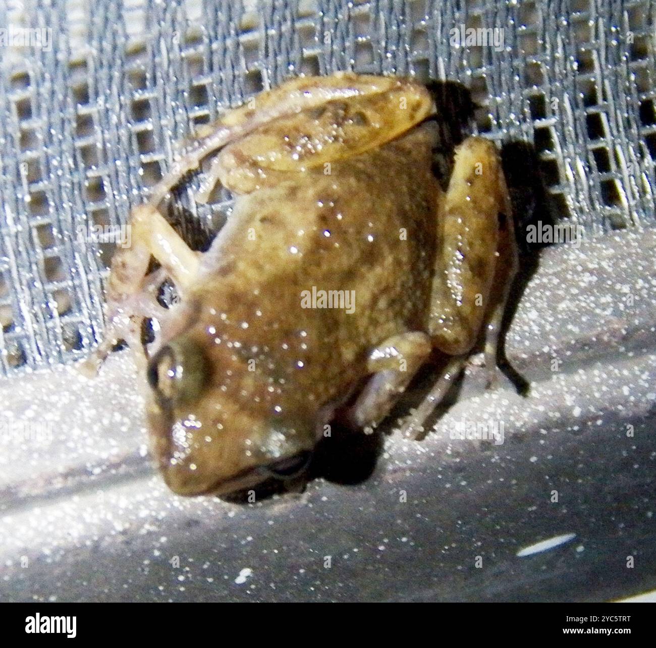 Rio Grande Chirping Frog (Eleutherodactylus campi) Amphibia Stock Photo ...