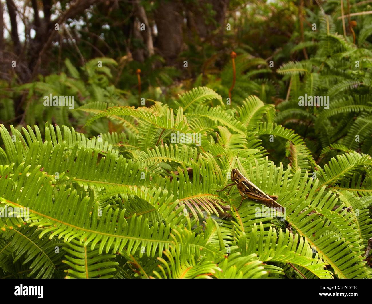 (Patanga japonica) Insecta Stock Photo - Alamy