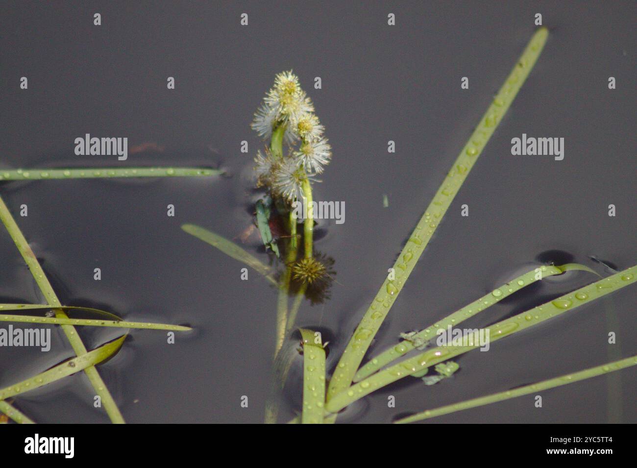 Floating Bur-reed (Sparganium fluctuans) Plantae Stock Photo - Alamy