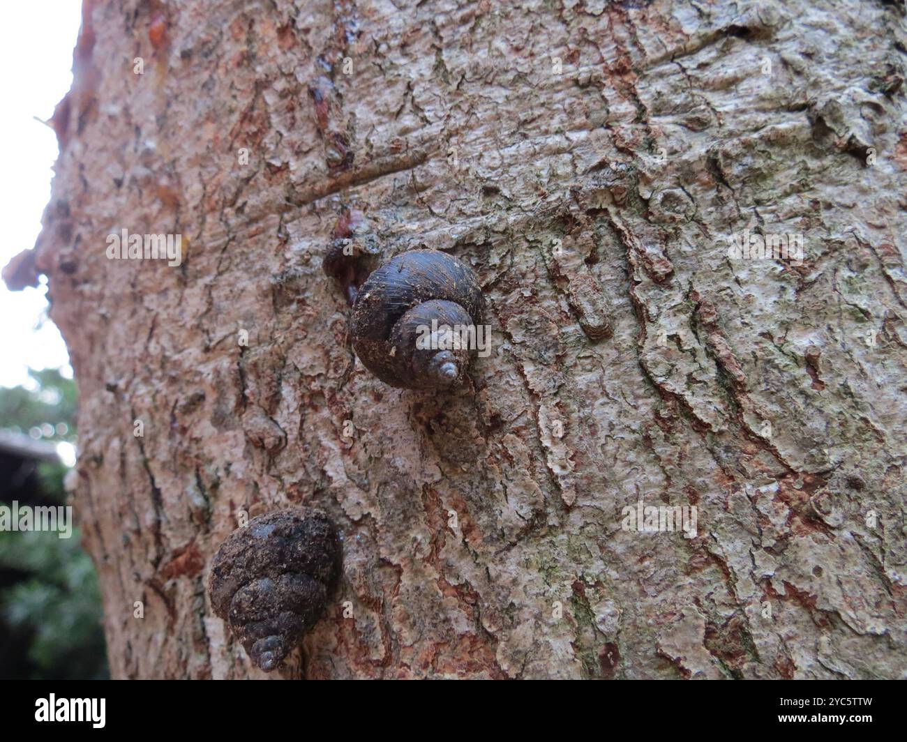 Chestnut Barksnail (Gittenedouardia spadicea) Mollusca Stock Photo - Alamy