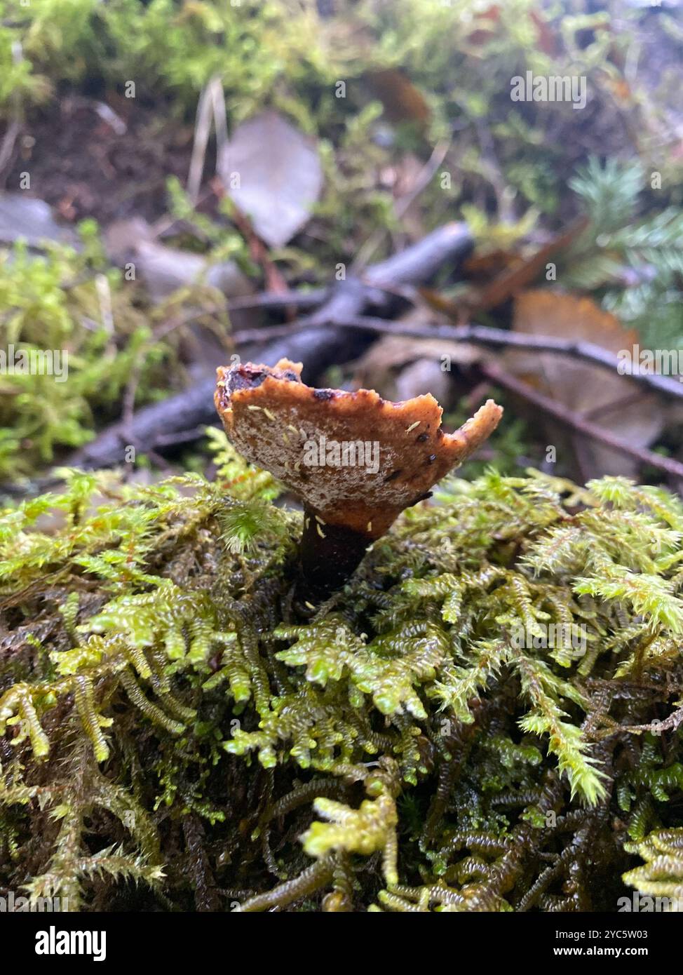 Brown Funnel Polypore (Coltricia perennis) Fungi Stock Photo - Alamy