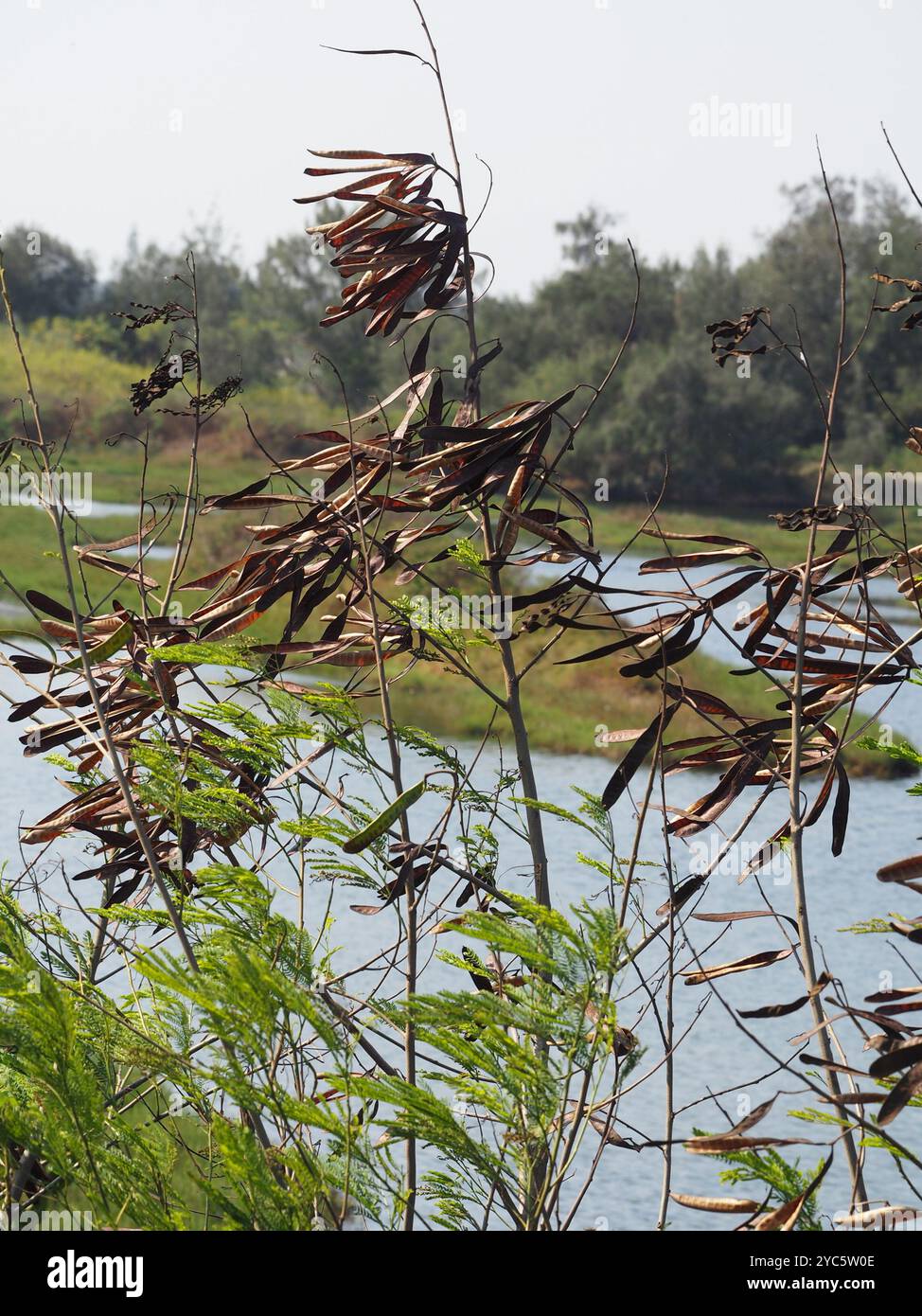 White leadtree (Leucaena leucocephala) Plantae Stock Photo - Alamy