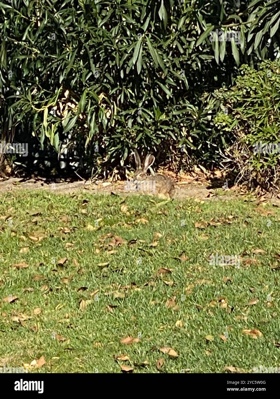 Black-tailed Jackrabbit (Lepus californicus) Mammalia Stock Photo - Alamy