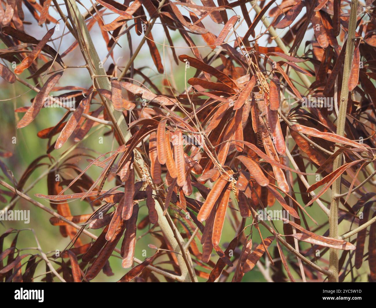 White leadtree (Leucaena leucocephala) Plantae Stock Photo - Alamy