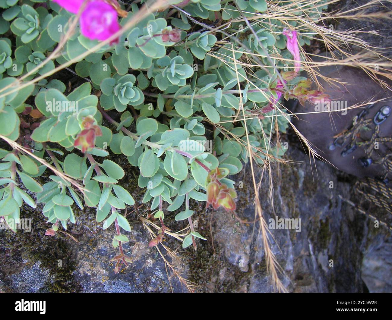 rattail sixweeks grass (Festuca myuros) Plantae Stock Photo - Alamy