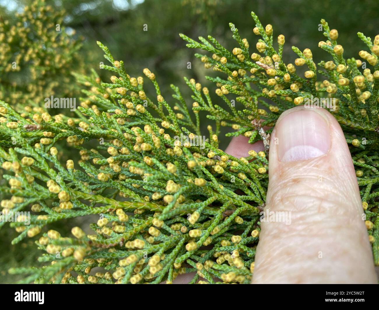 Southern Redcedar (Juniperus virginiana silicicola) Plantae Stock Photo ...
