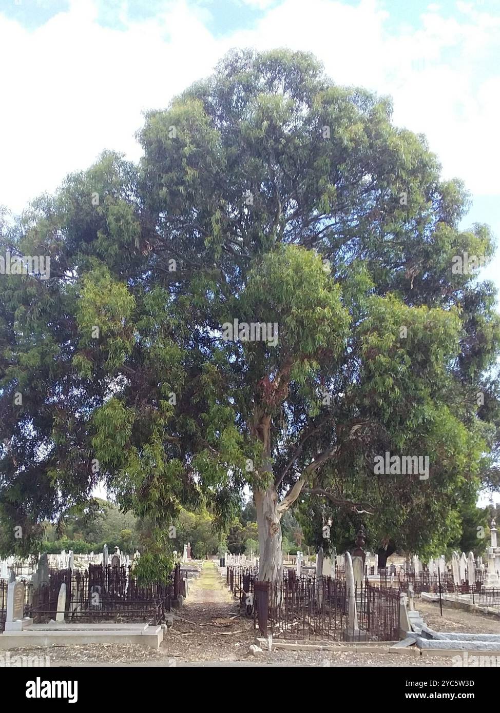 South Australian Blue Gum (Eucalyptus leucoxylon leucoxylon) Plantae ...