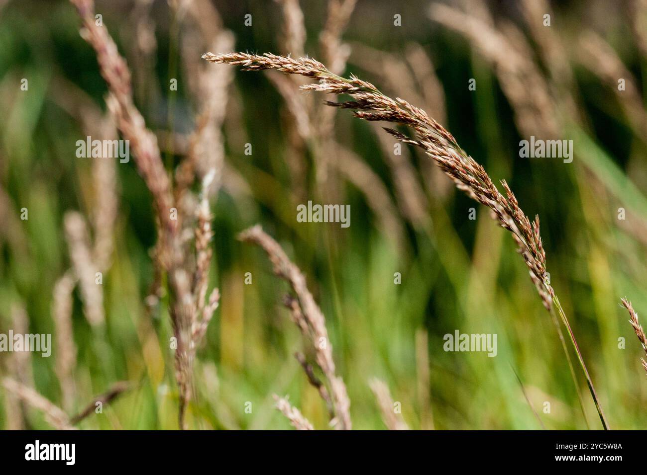 canadian bluejoint (Calamagrostis canadensis) Plantae Stock Photo - Alamy