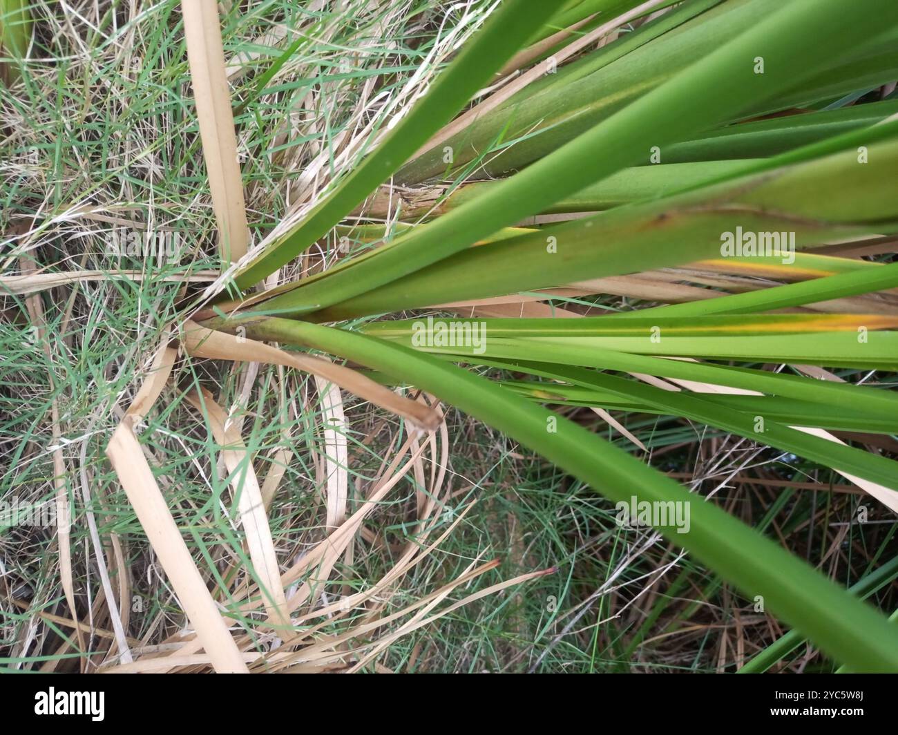 Leafy Twig-rush (Cladium procerum) Plantae Stock Photo - Alamy