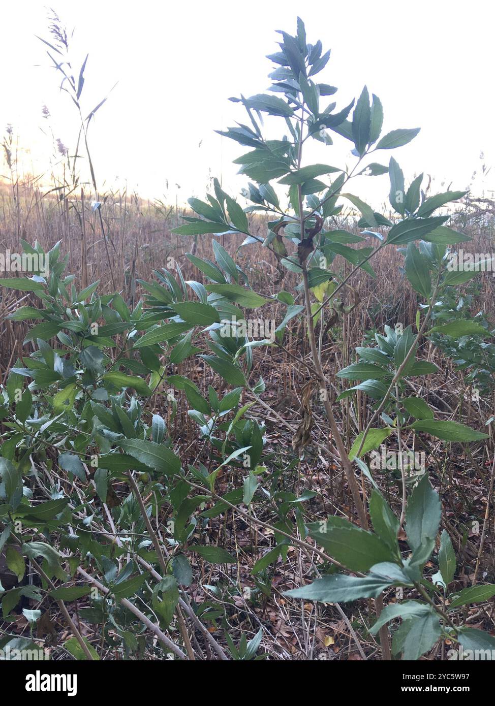 groundsel tree (Baccharis halimifolia) Plantae Stock Photo - Alamy