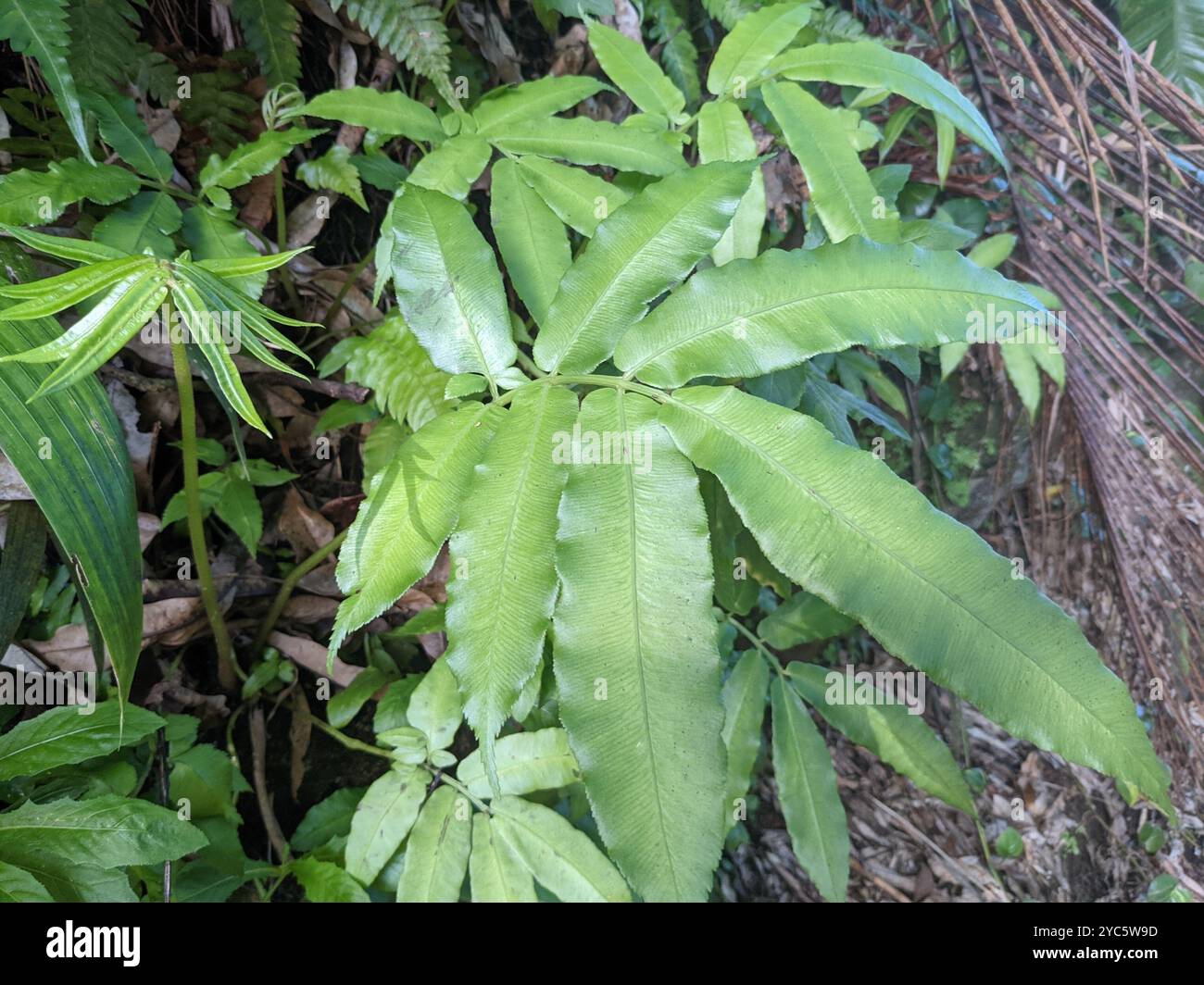 king fern (Angiopteris evecta) Plantae Stock Photo - Alamy
