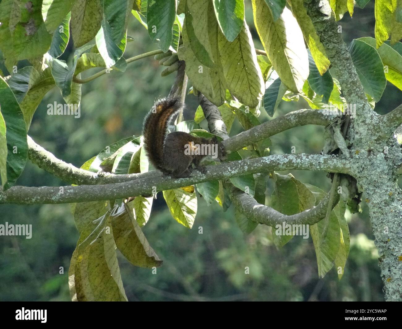 Andean Squirrel (Sciurus pucheranii) Mammalia Stock Photo - Alamy