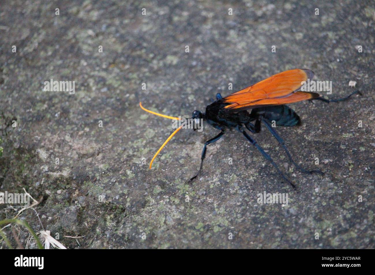New World Tarantula-hawk Wasps (Pepsis) Insecta Stock Photo - Alamy
